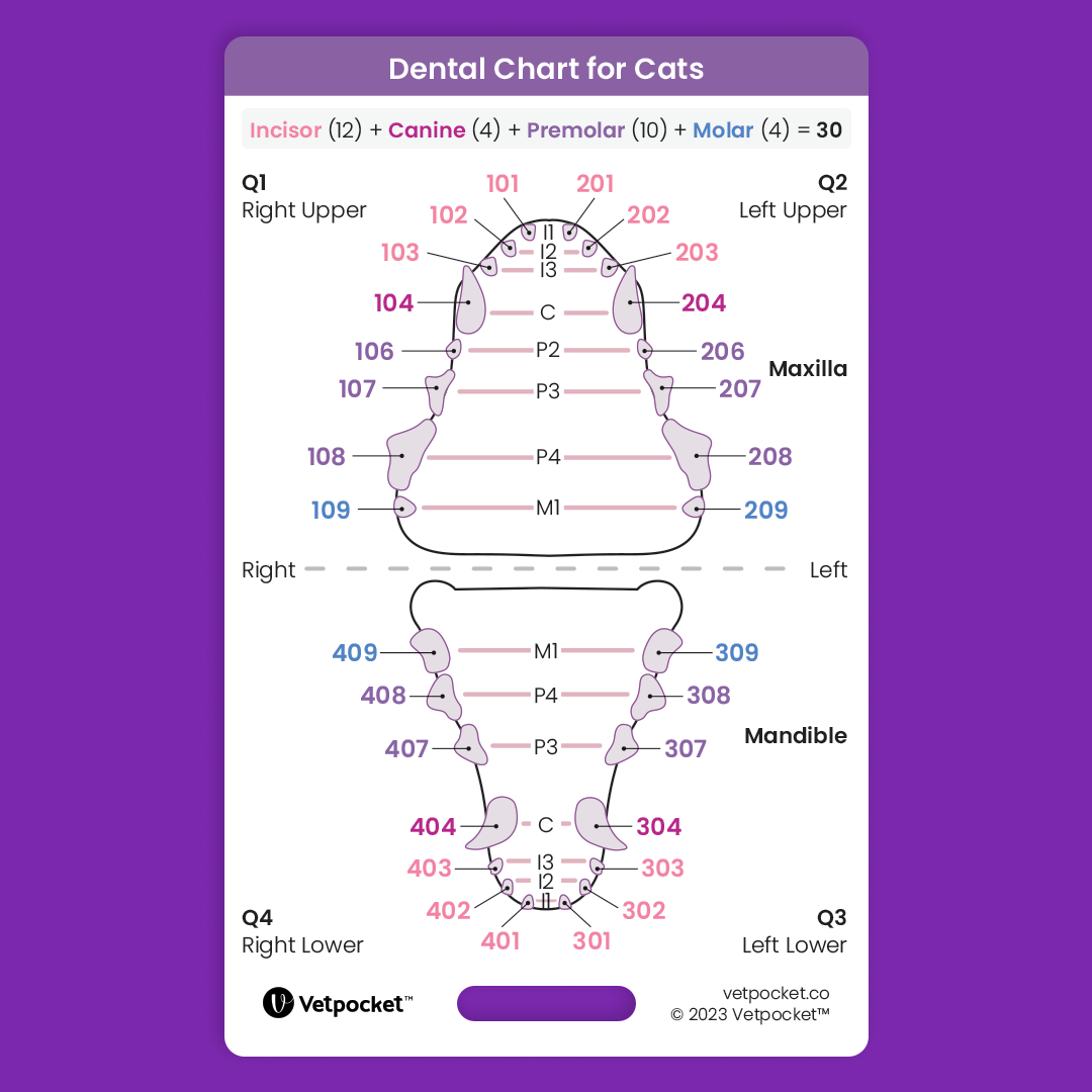 Dentistry for Cats – Vetpocket